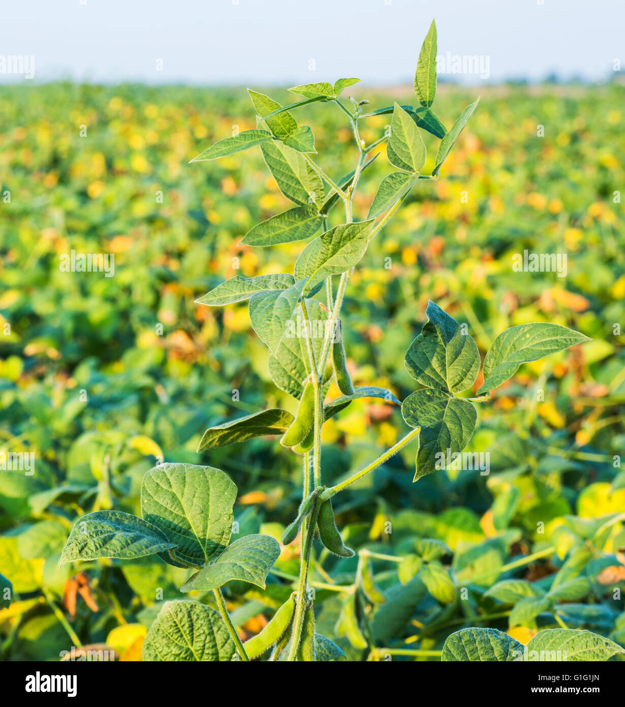 Close up soybean plants hi-res stock photography and images - Alamy