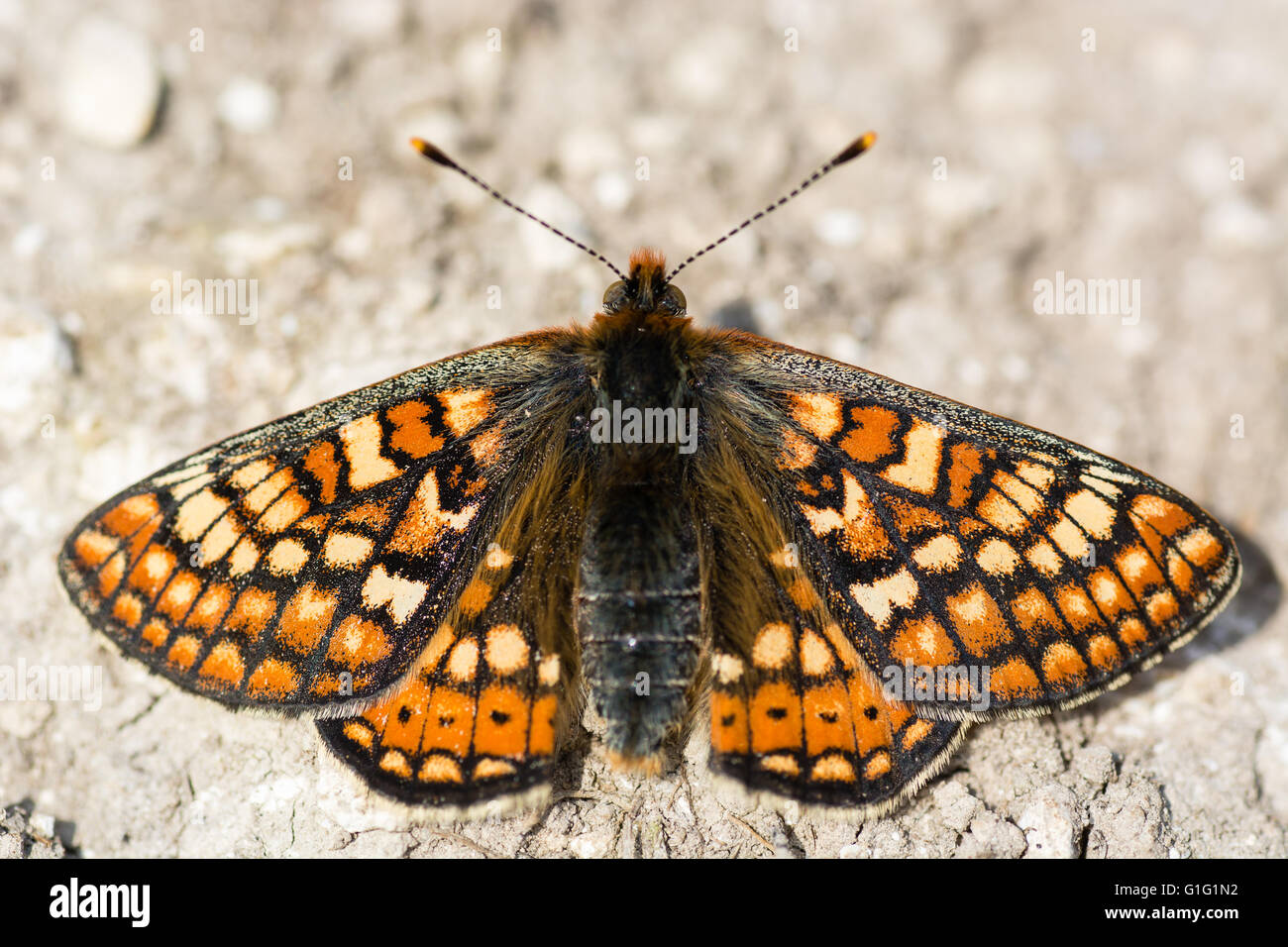 Marsh fritillary butterfly (Euphydryas aurinia) from above. A scarce ...