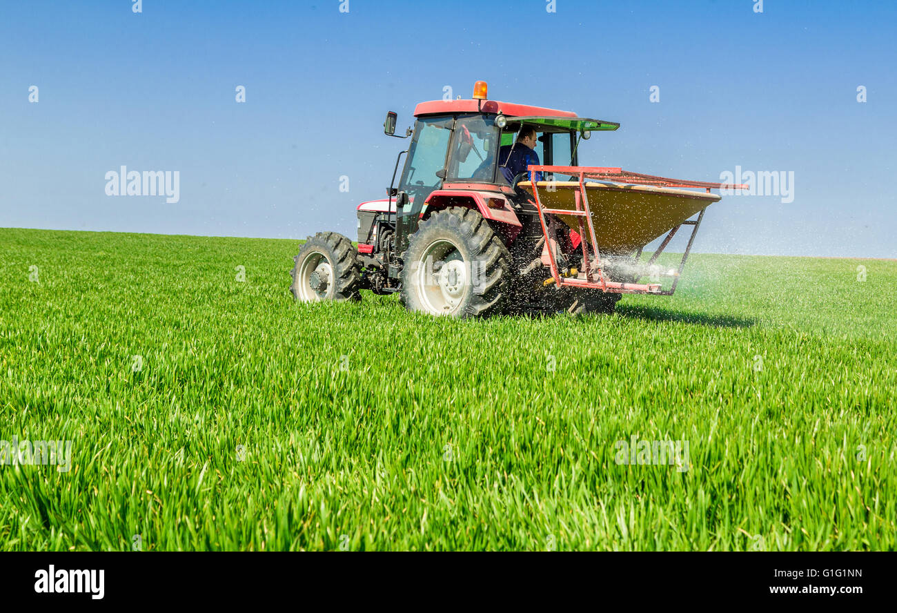 Farmer in tractor fertilizing wheat field at spring with npk Stock ...
