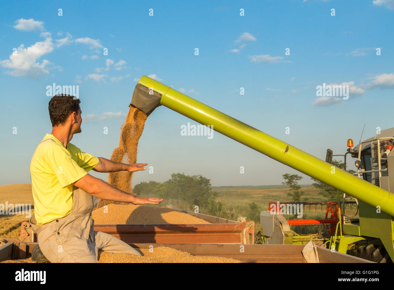 Farmer inspecting freshly harvested wheat grains Stock Photo - Alamy Farmer inspecting freshly harvested wheat grains Stock Photo - Alamy