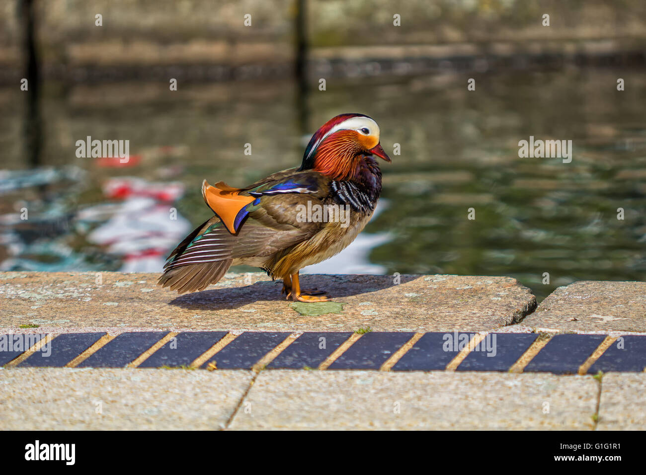 Mandarin duck (Aix galericulata) drake, Having a rest by the canal at ...