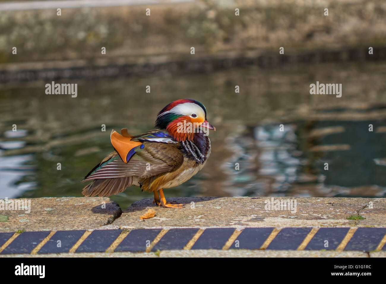 Mandarin duck (Aix galericulata) drake, Having a rest by the canal at ...