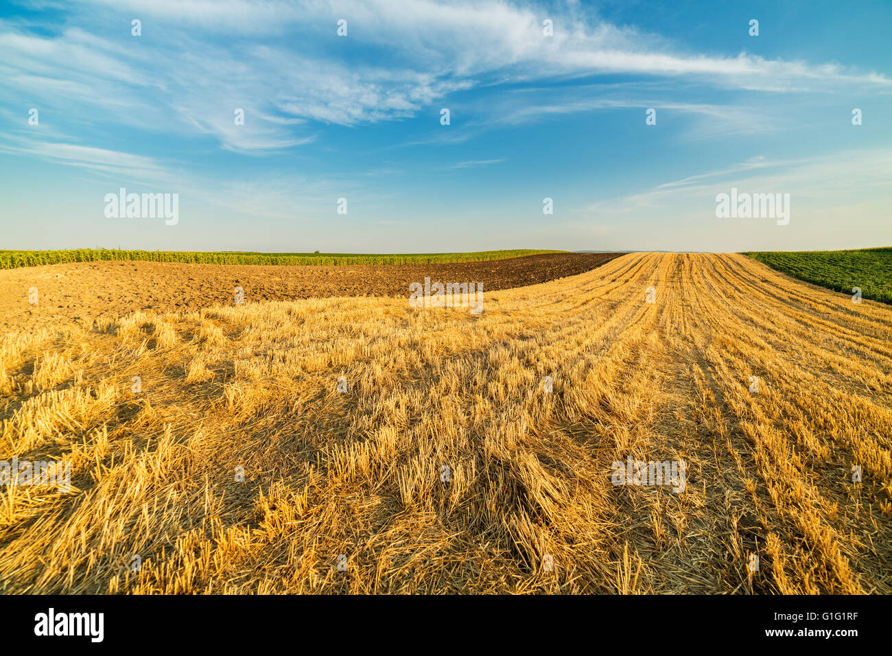 Wheat stubble field rural landscape Stock Photo - Alamy