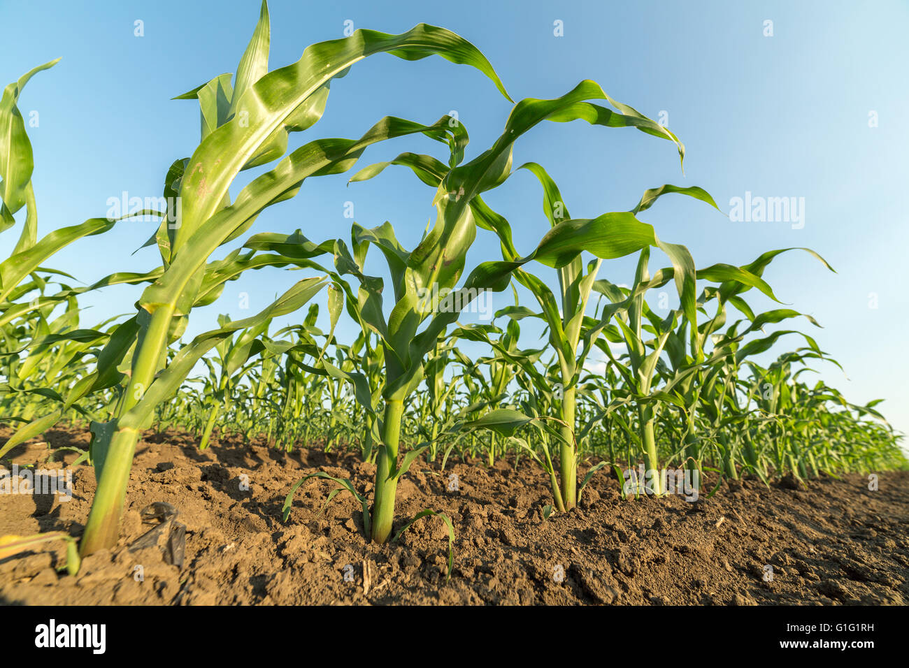 Green corn maize field in early stage Stock Photo - Alamy