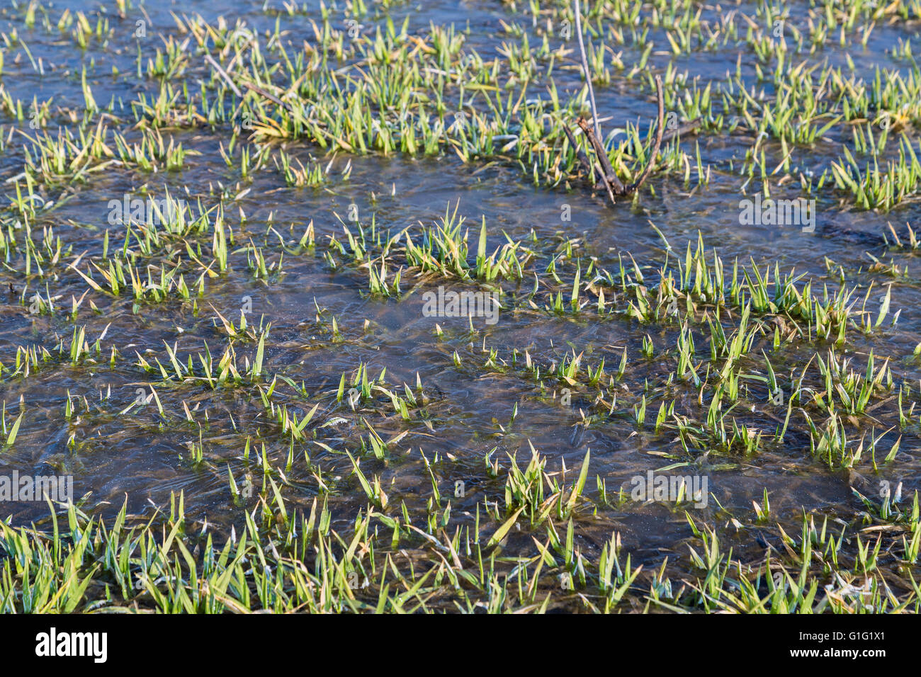 Flooded agricultural field hi-res stock photography and images - Alamy