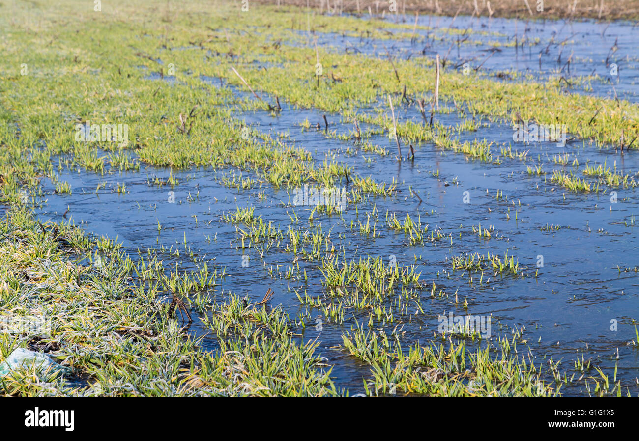 Flooded agricultural field hi-res stock photography and images - Alamy