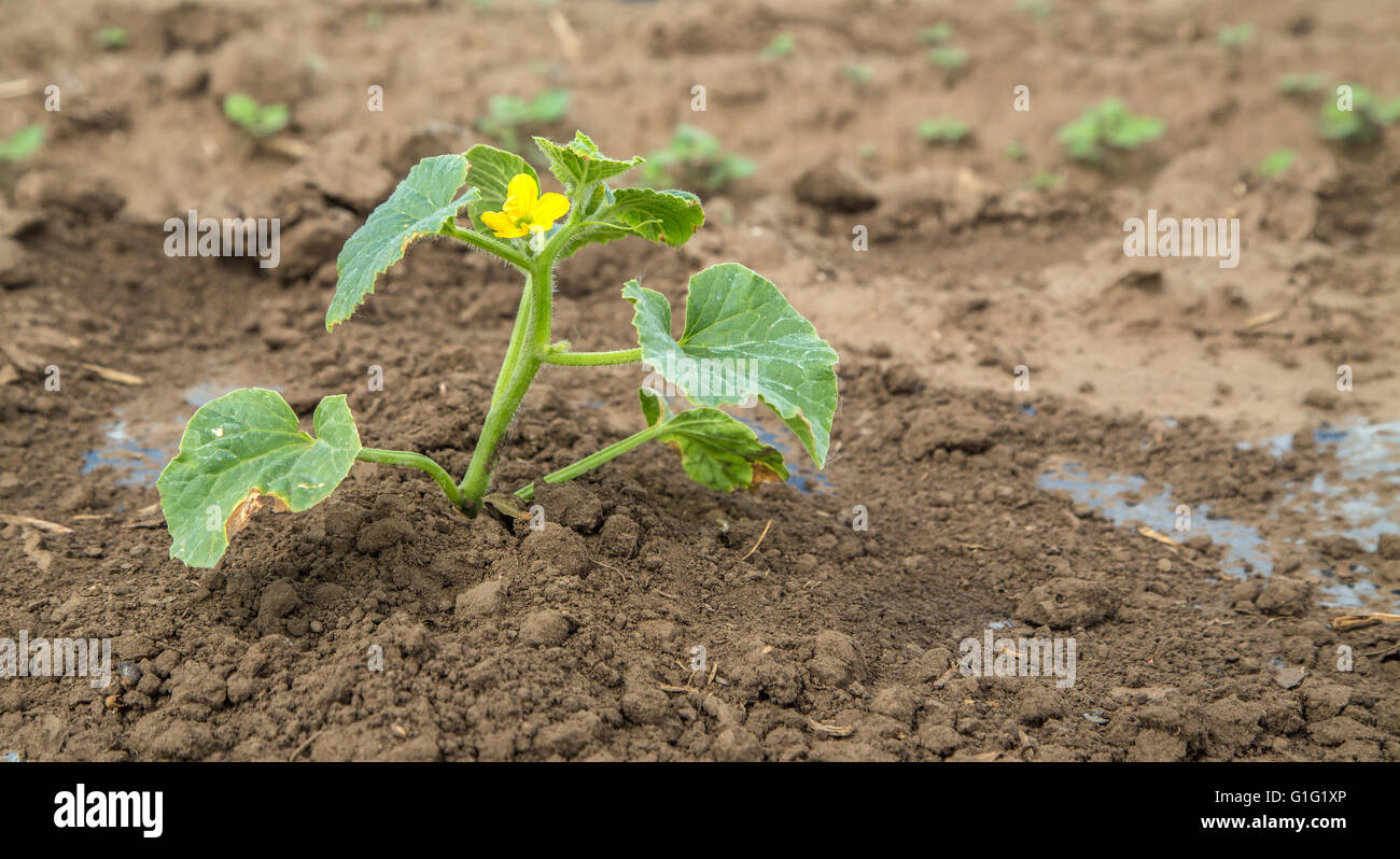 Melon plant hi-res stock photography and images - Alamy