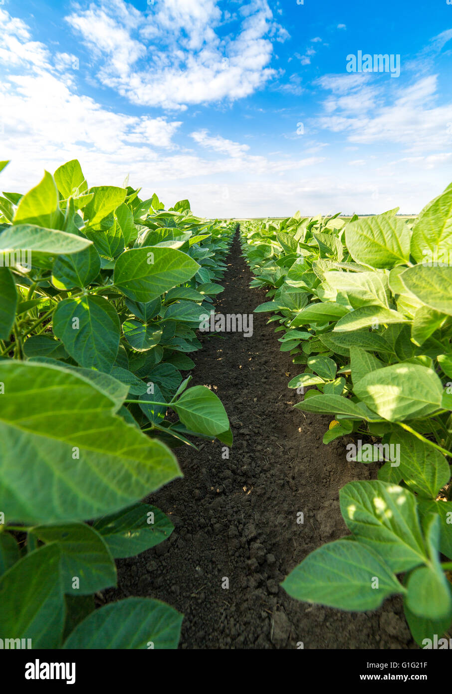 Green soybean plants close-up shot, mixed organic and gmo Stock Photo ...