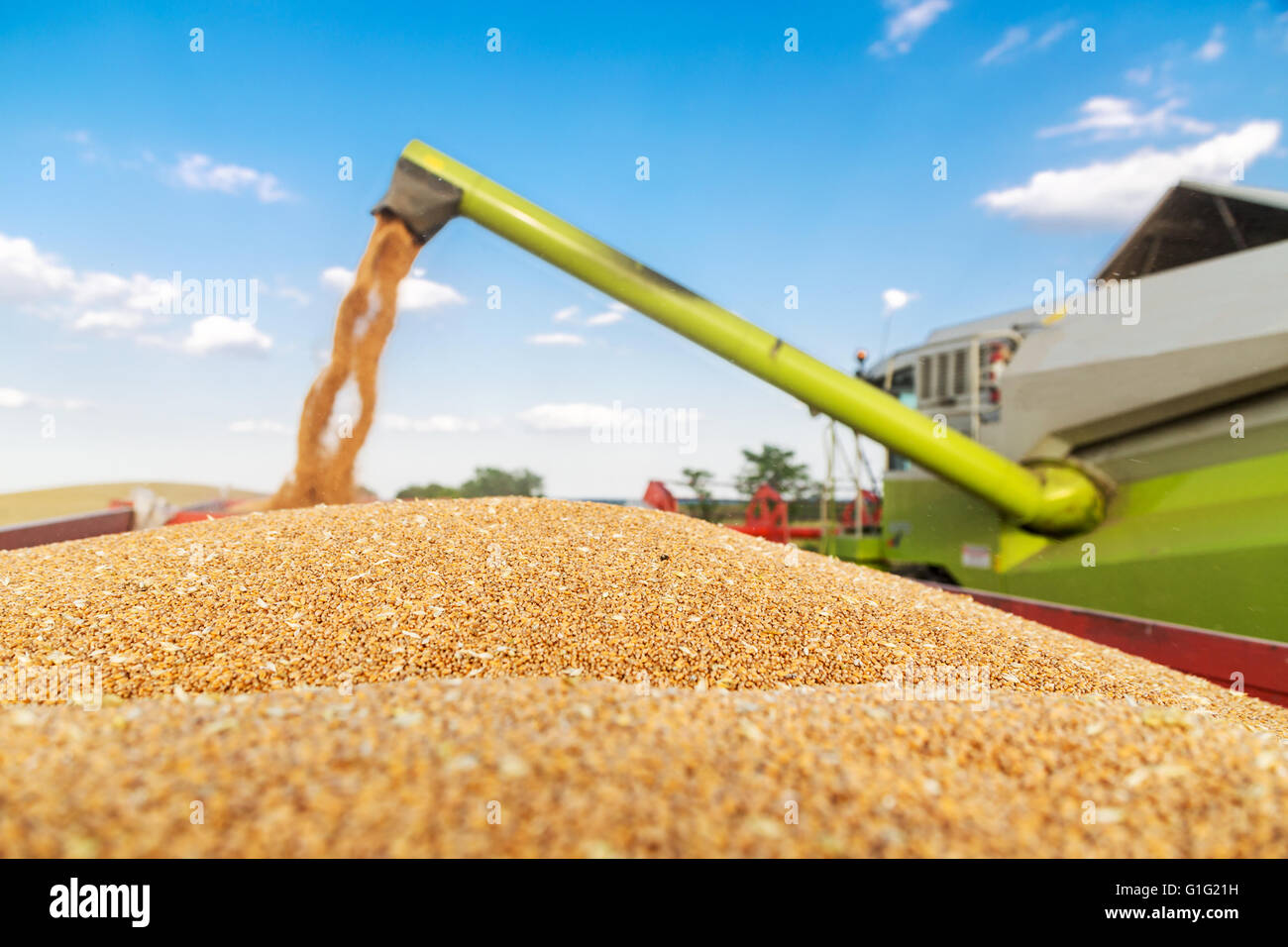 Combine harvester unloading wheat grains into tractor trailer Stock ...