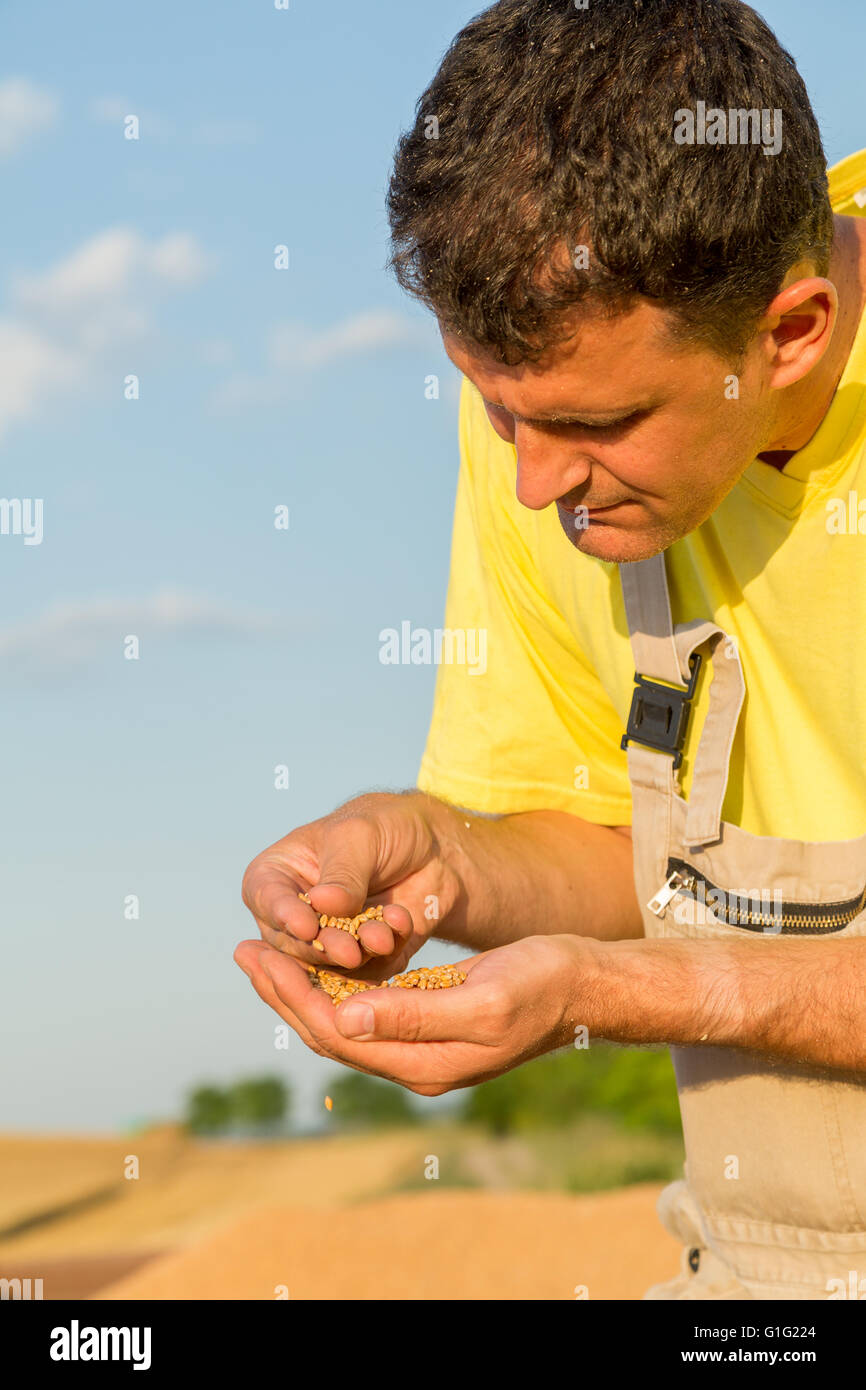 Farmer inspecting freshly harvested wheat grains Stock Photo - Alamy Farmer inspecting freshly harvested wheat grains Stock Photo - Alamy