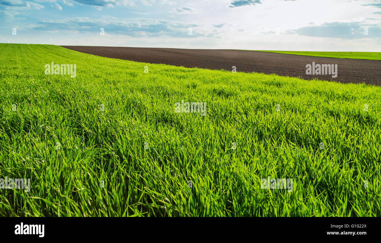Green wheat field Stock Photo - Alamy