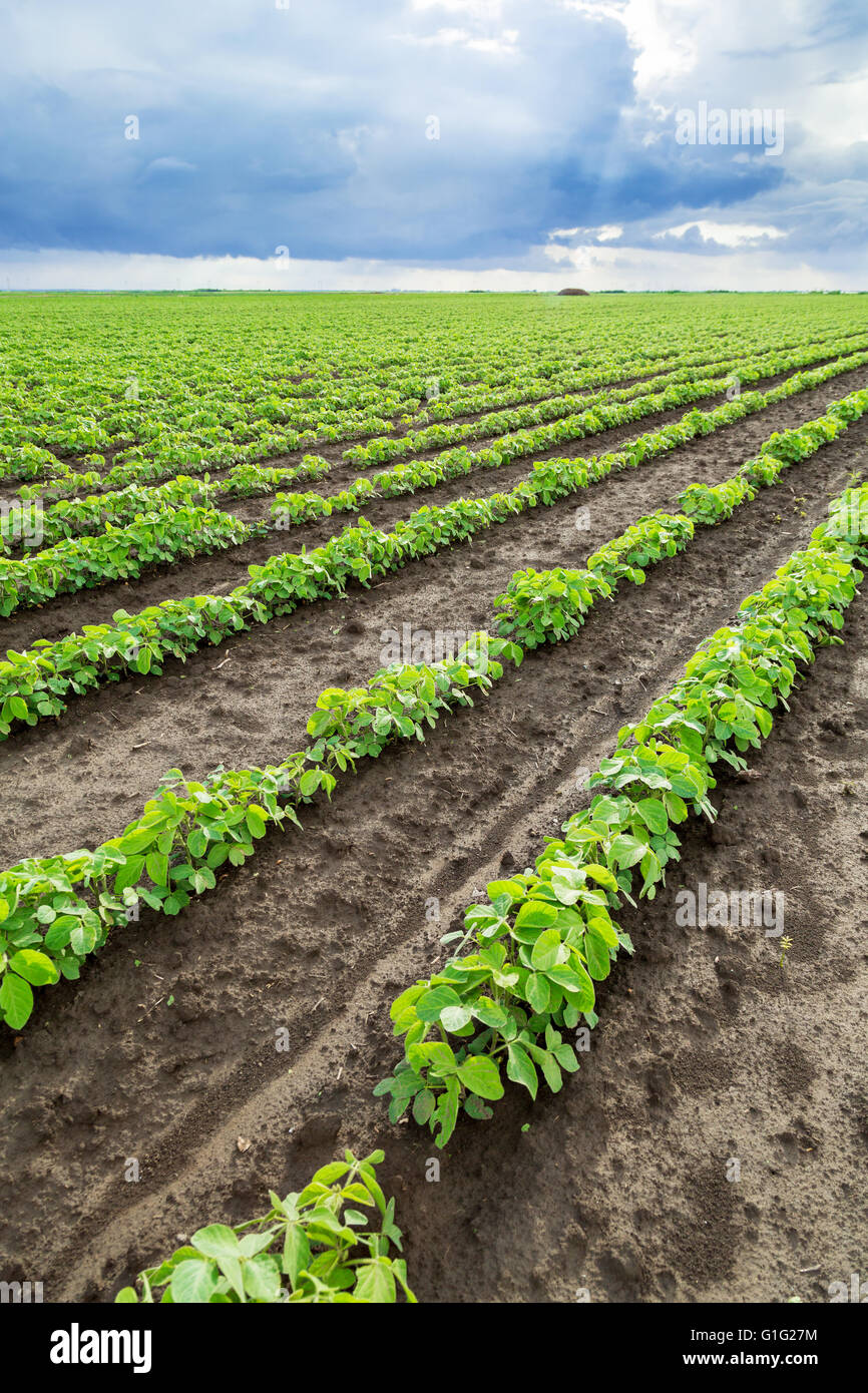 Soybean field ripening at spring season, agricultural landscape Stock ...