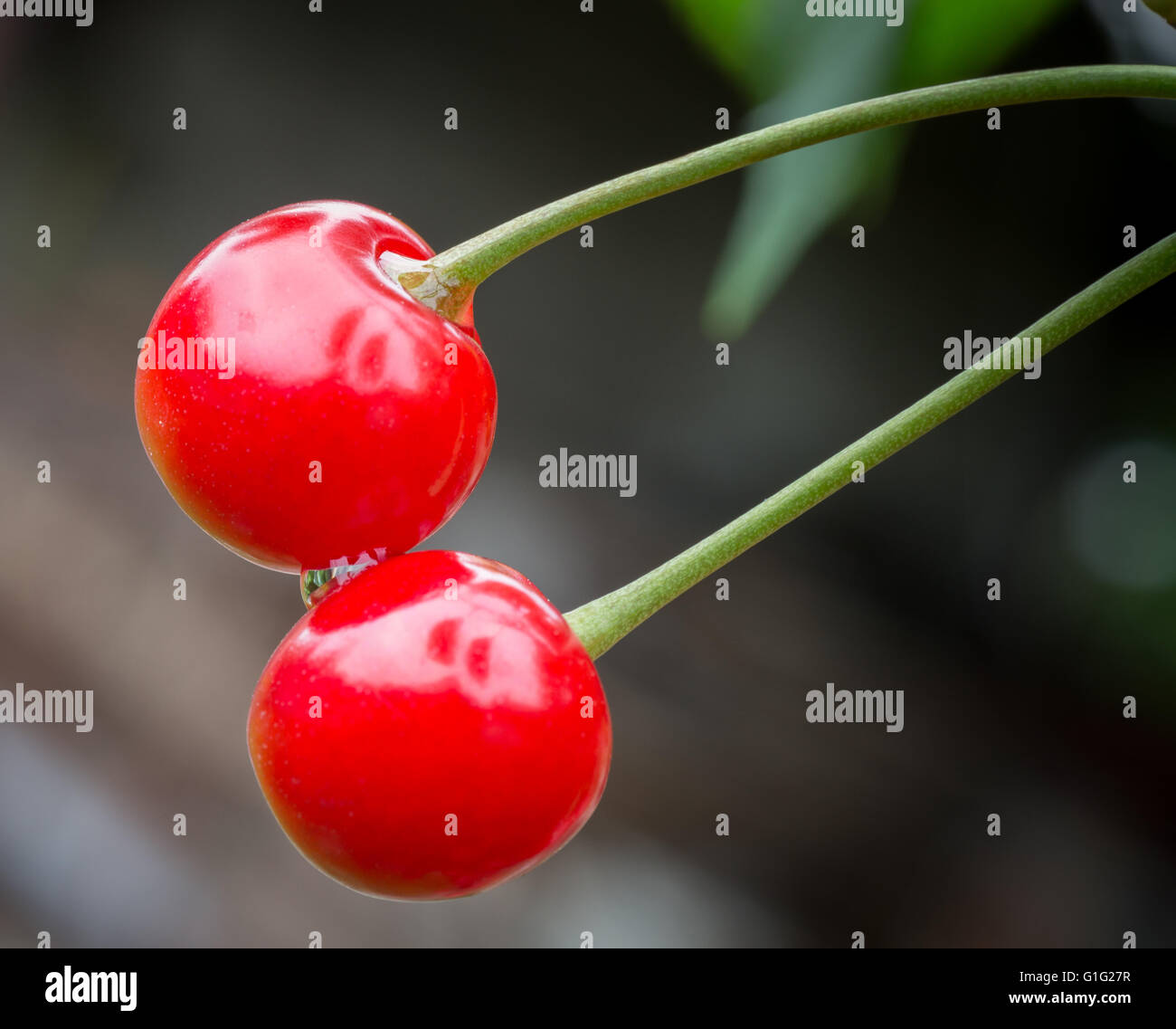 Ripe cherry fruits Stock Photo - Alamy