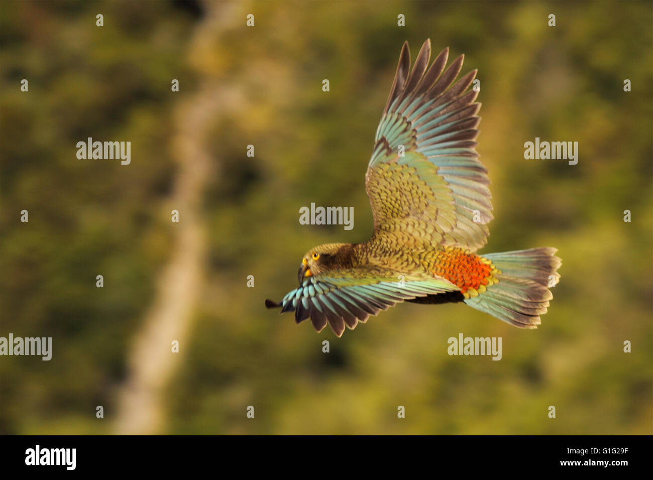 A Kea in colorful flight Stock Photo - Alamy