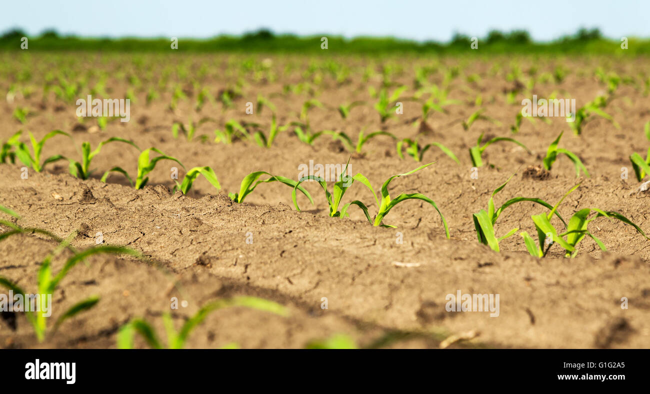 Green corn maize field in early stage Stock Photo - Alamy