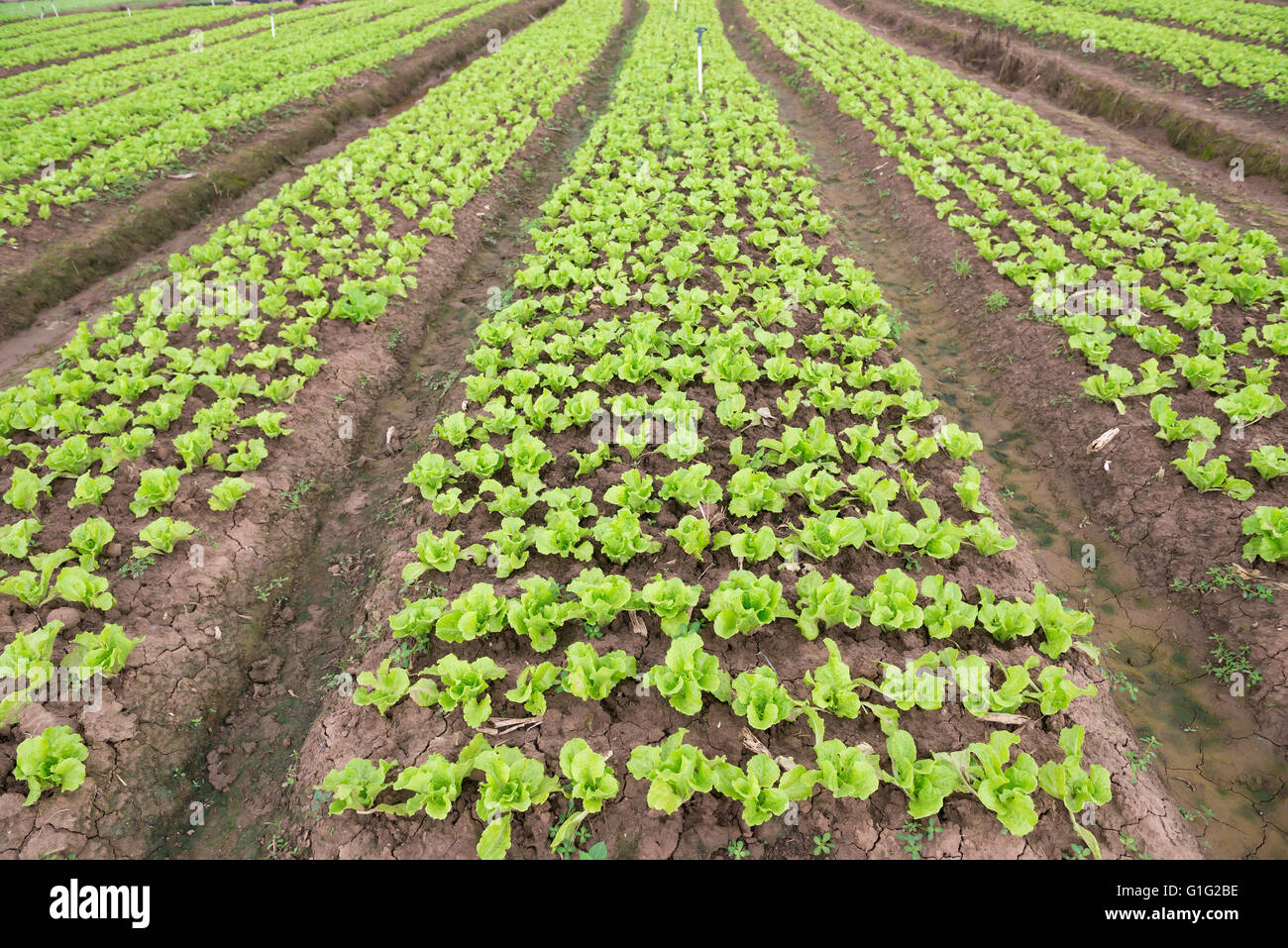 rows of planted lettuce on the field Stock Photo - Alamy