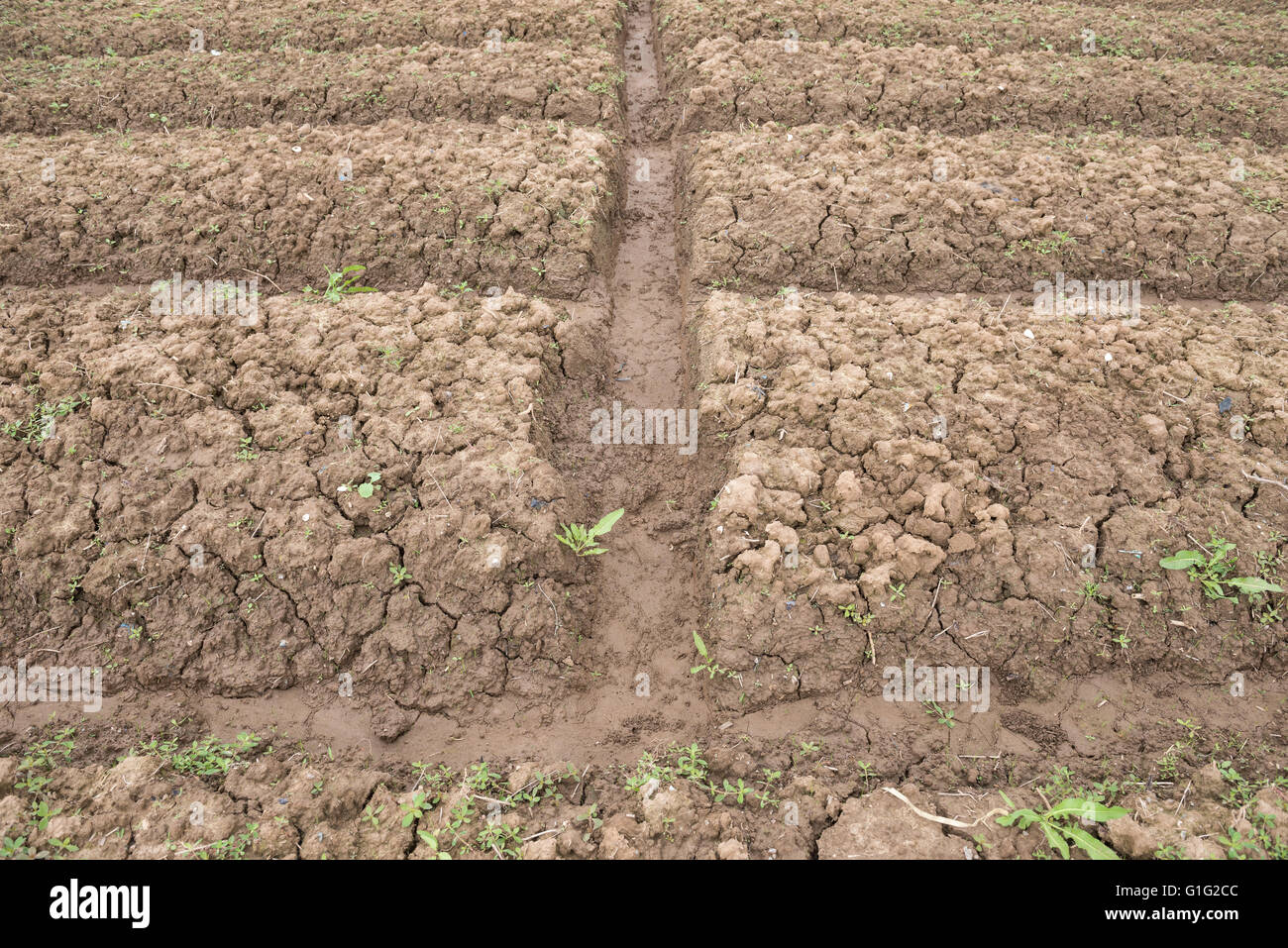 cultivated field ready for sowing Stock Photo - Alamy