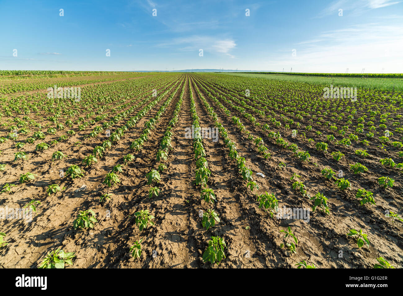 Green paprika hi-res stock photography and images - Alamy