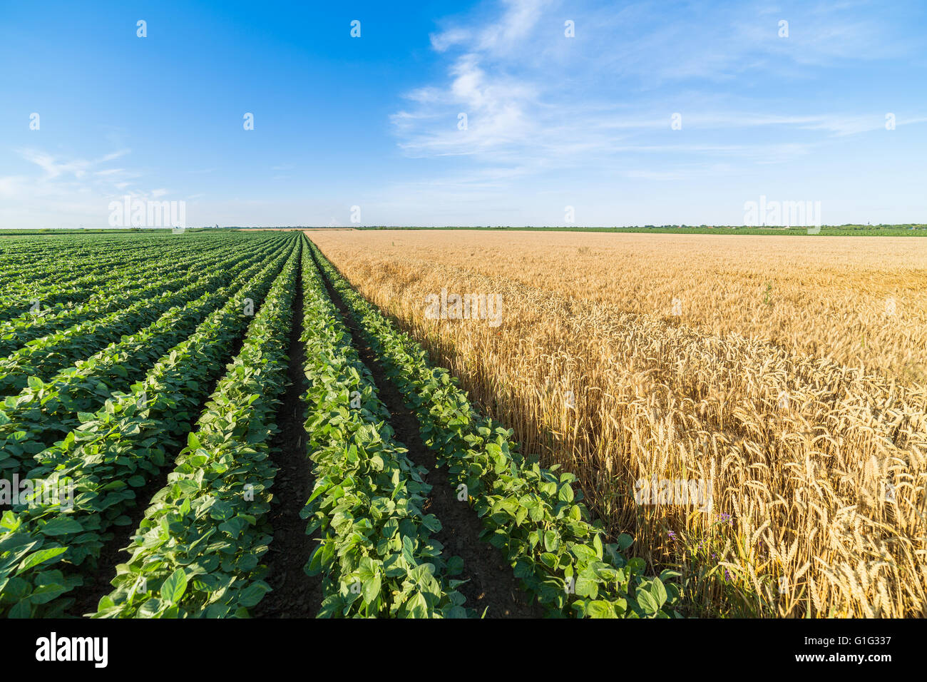Soybean field hi-res stock photography and images - Alamy