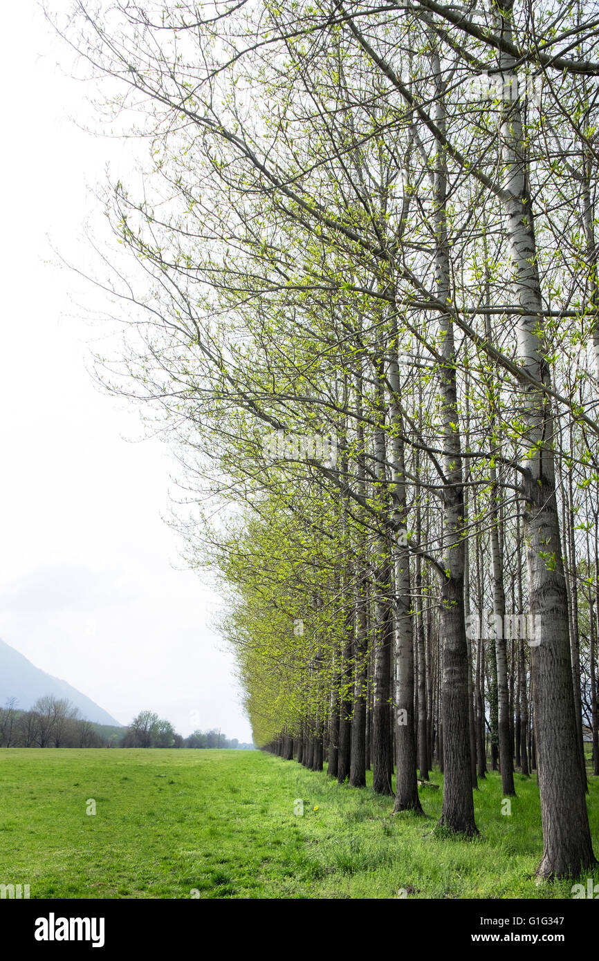 Switzerland, Canton Ticino, Gudo, Tree Stock Photo - Alamy
