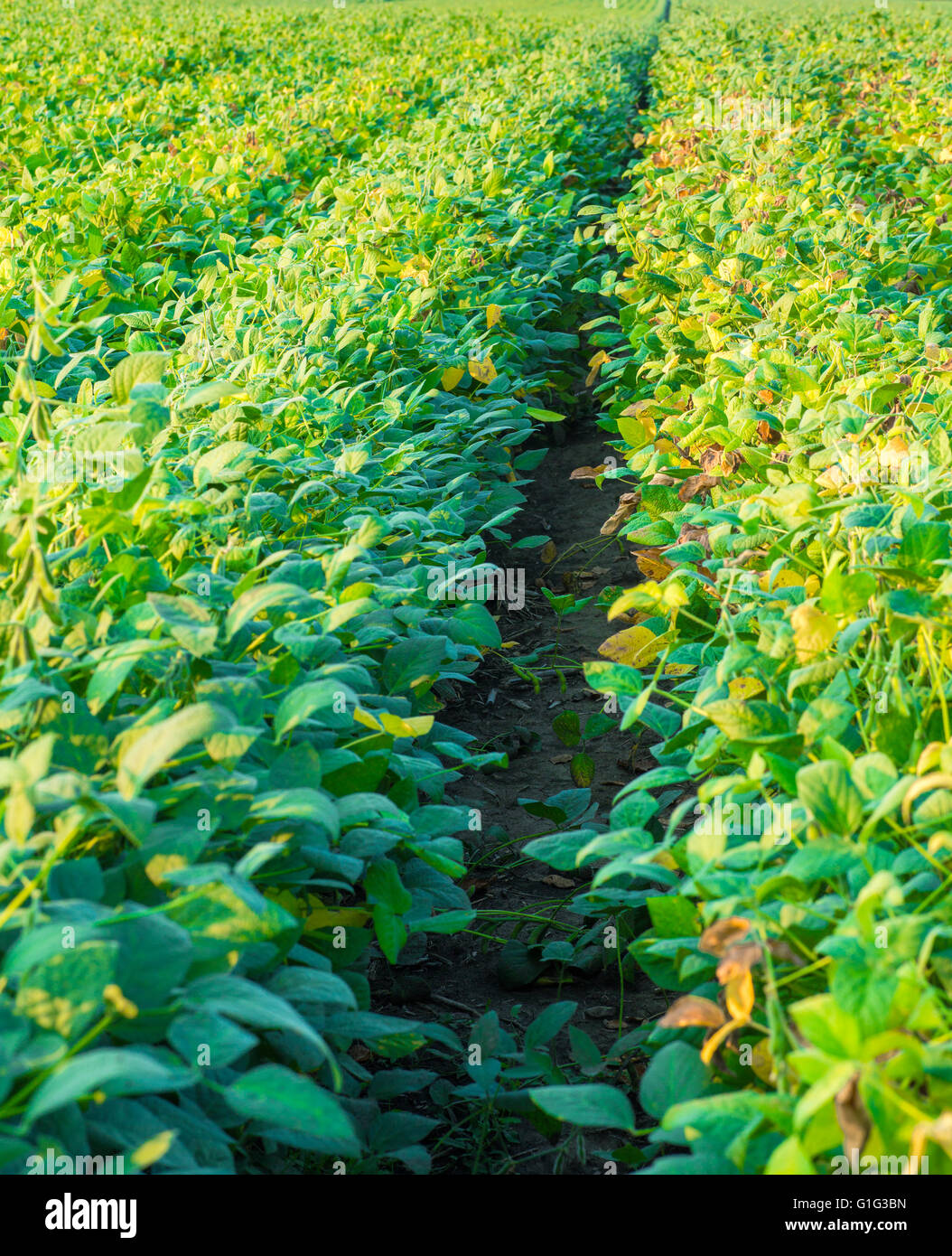 Soybean field ripe just before harvest, agricultural landscape Stock ...