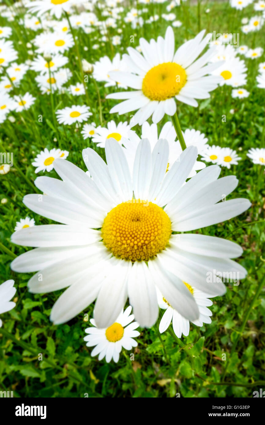 Yellow daisie hi-res stock photography and images - Alamy