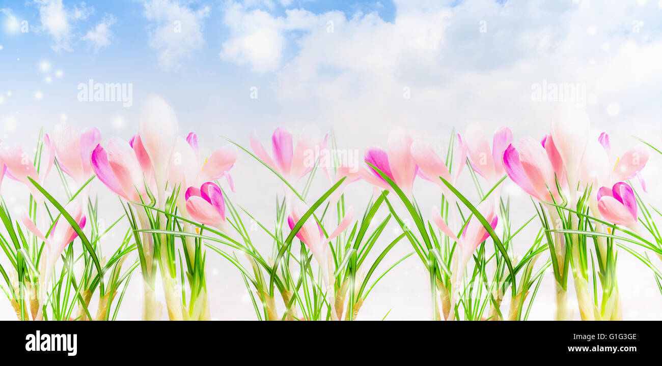 Lovely light pink crocuses over sky background. Spring flowers ...