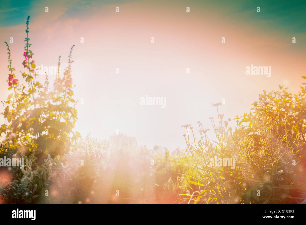 Natur background with Flowers garden and summer sun rays Stock Photo ...