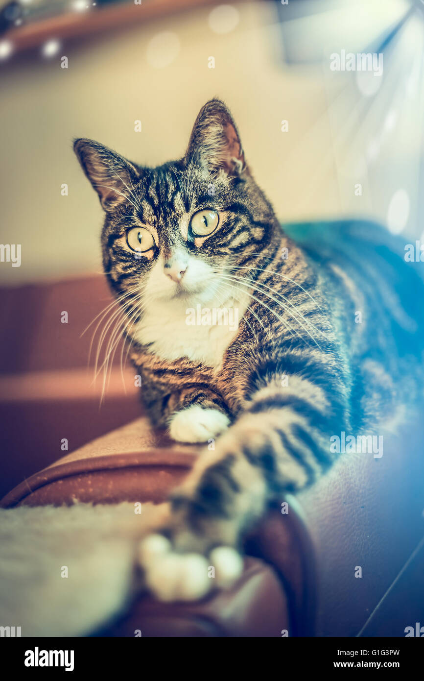 Domestic cat on sofa stretching and looking at camera Stock Photo - Alamy