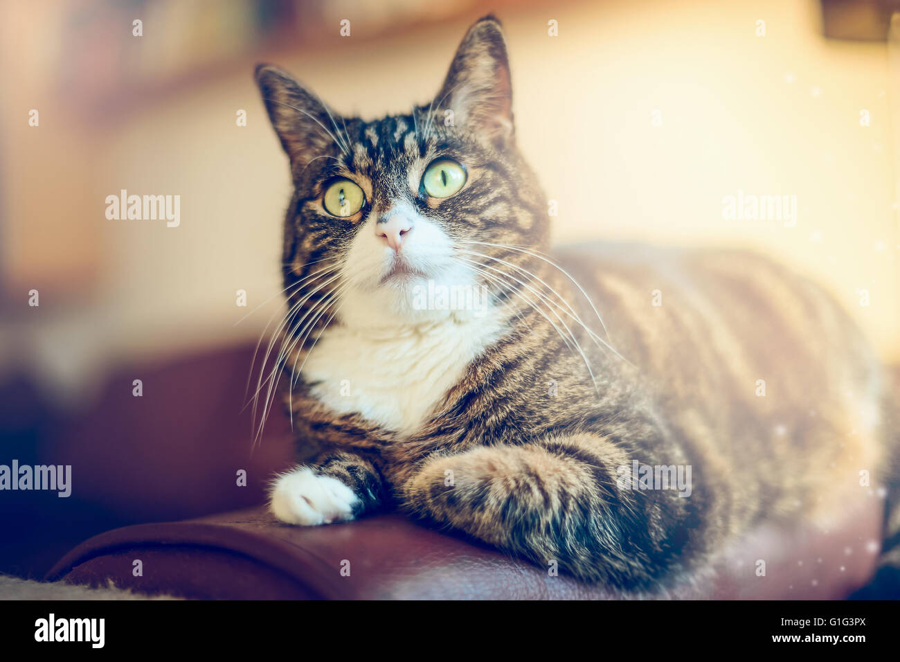 Domestic cat is lying on back seat Stock Photo - Alamy