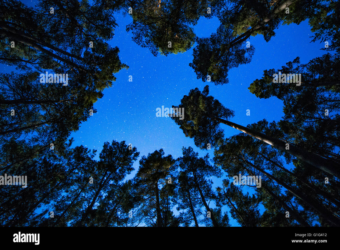 Scotland tall trees hi-res stock photography and images - Alamy