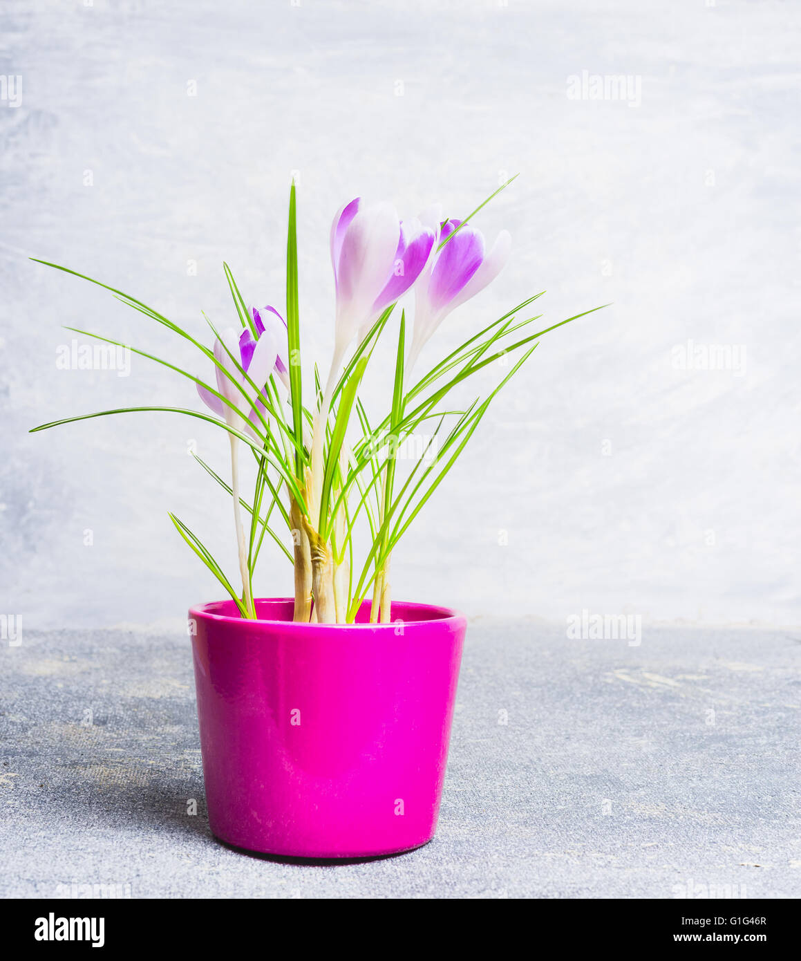 Crocuses crocus in pot garden hi-res stock photography and images - Alamy