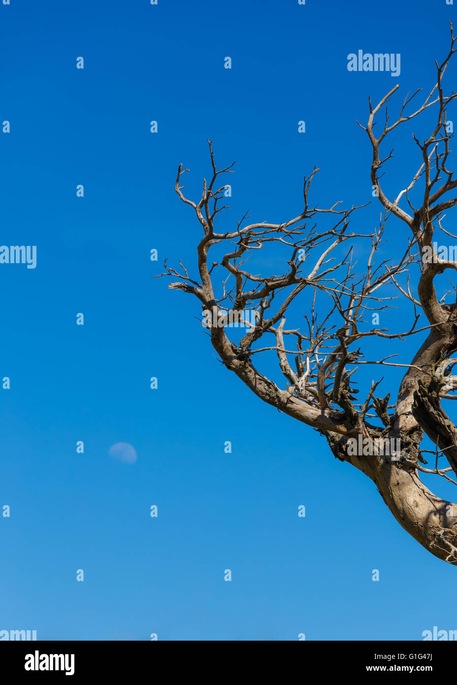 Dead tree branch from the famous Enchanted Forest place in Ochi ...