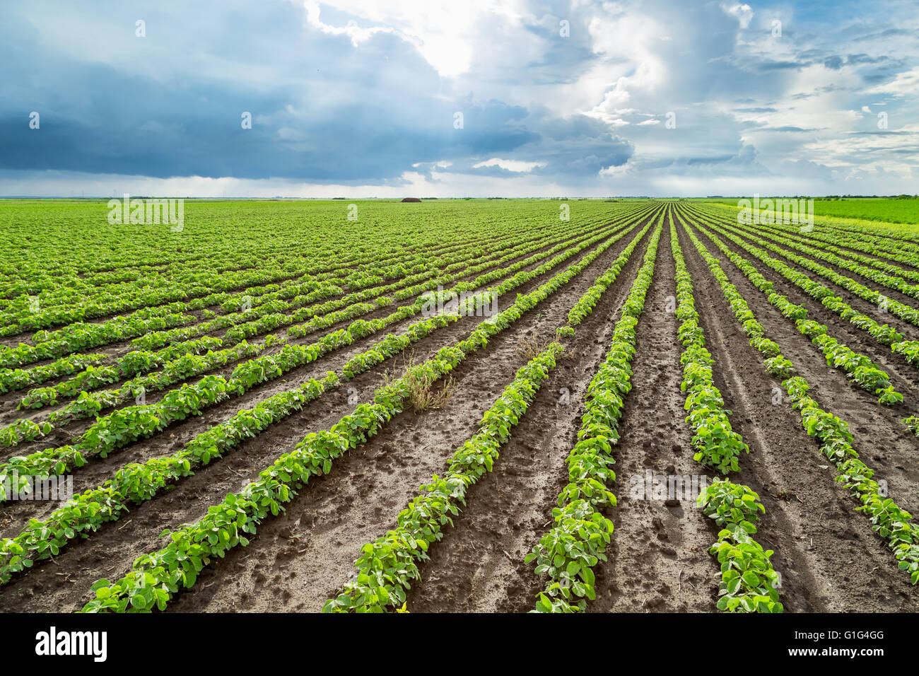 Green soybean plants Stock Photo - Alamy