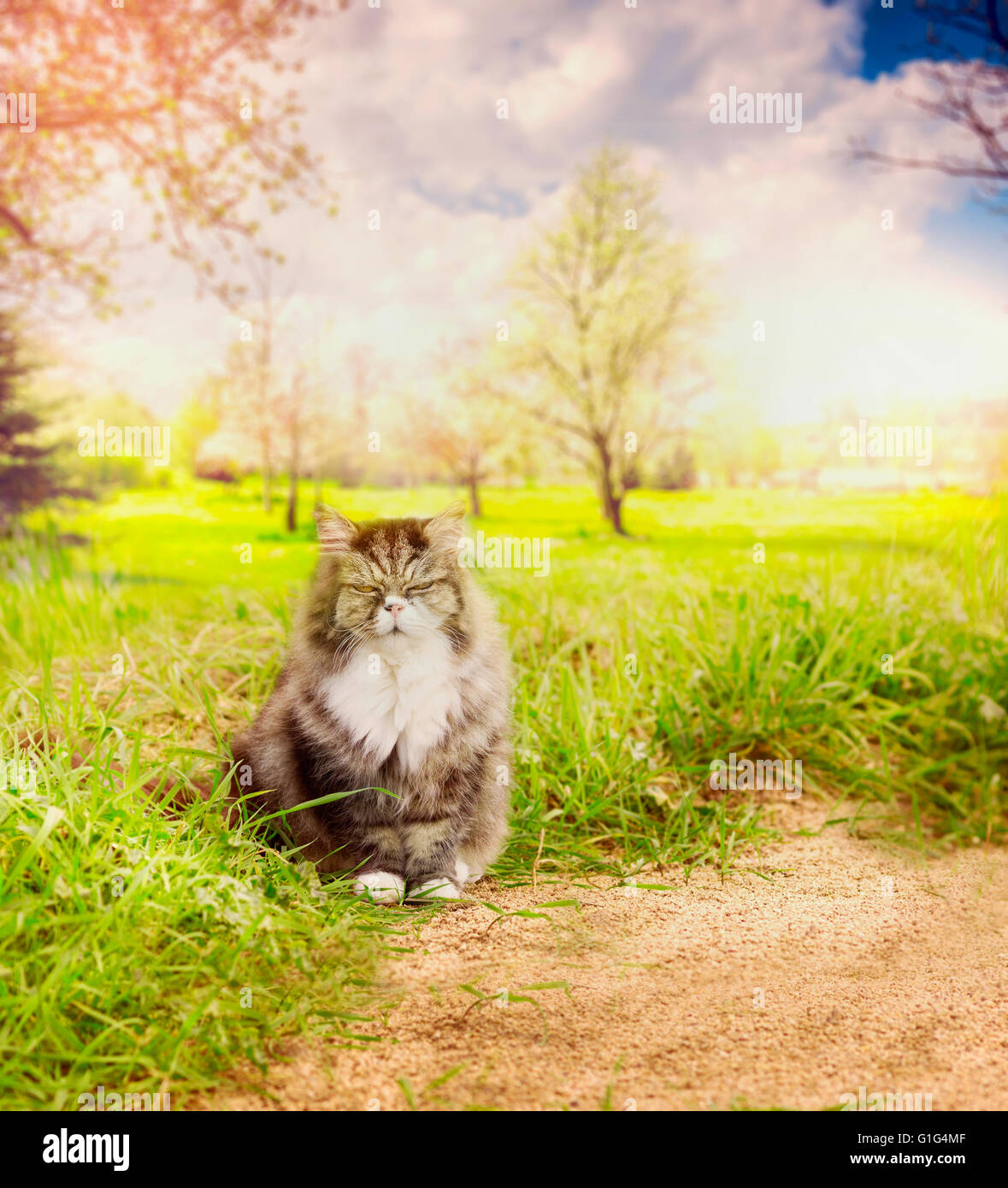 Fluffy cat on spring garden background. Outdoor cat Stock Photo - Alamy