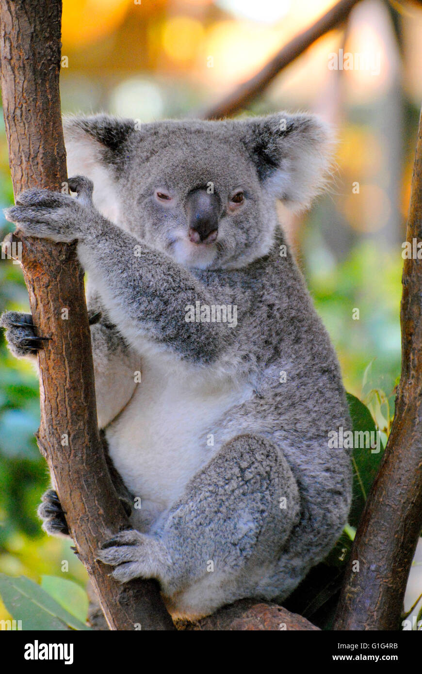 Koala on eucalyptus tree Stock Photo - Alamy