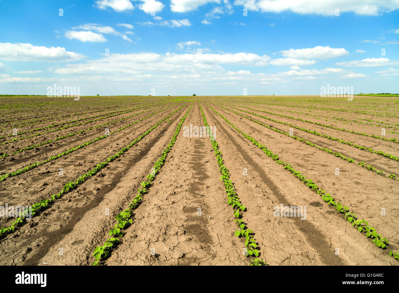 Green soybean field in early stage Stock Photo - Alamy