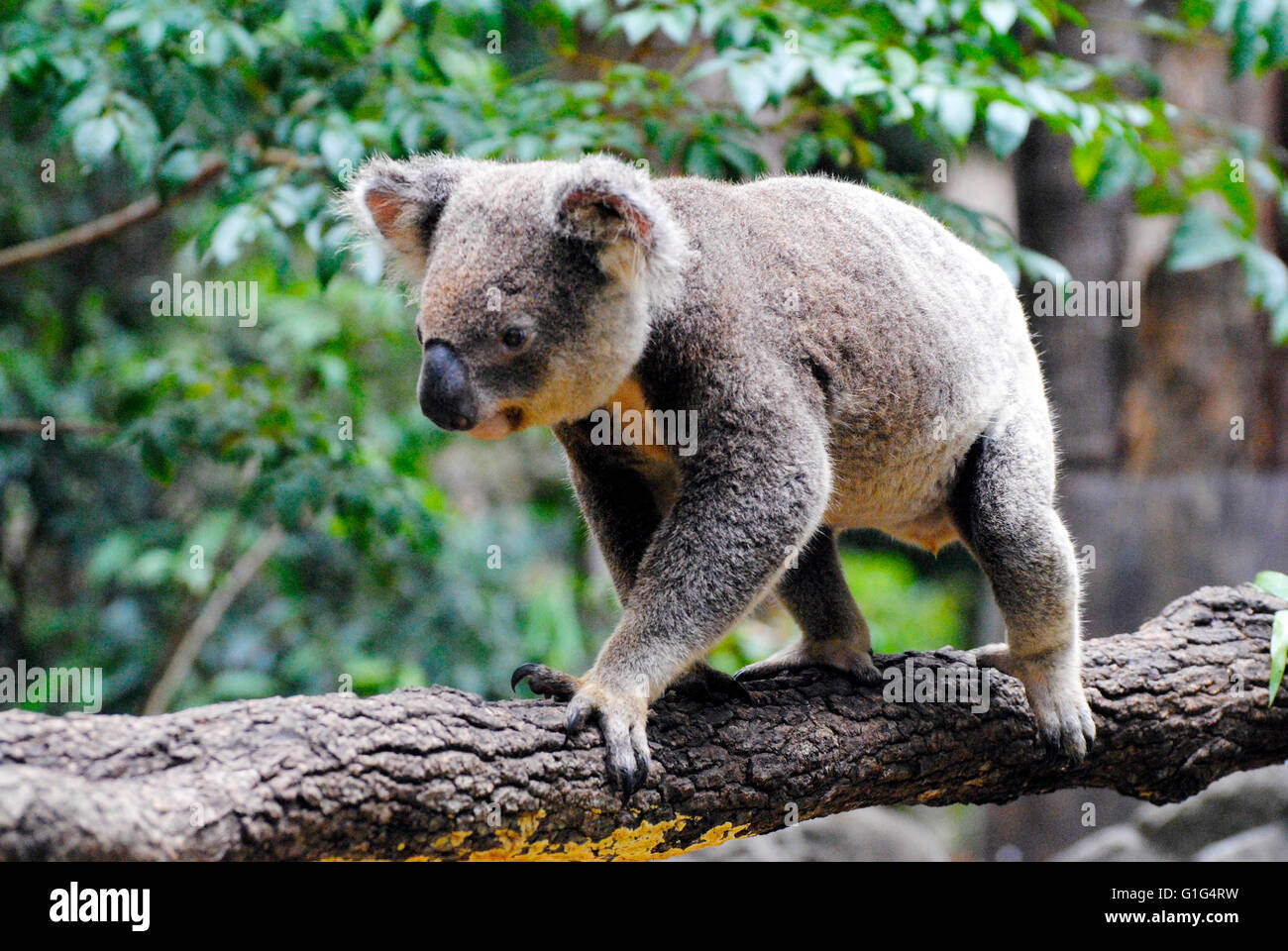 Koala on eucalyptus tree Stock Photo - Alamy