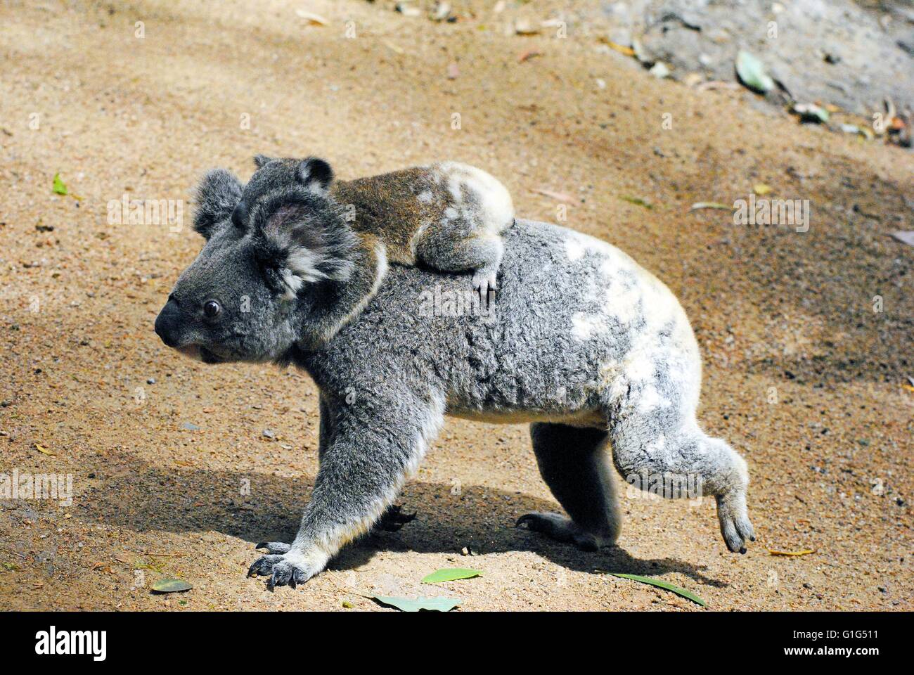 Koala mother and baby hi-res stock photography and images - Alamy