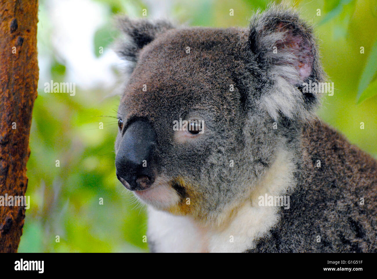 Koala portrait hi-res stock photography and images - Alamy