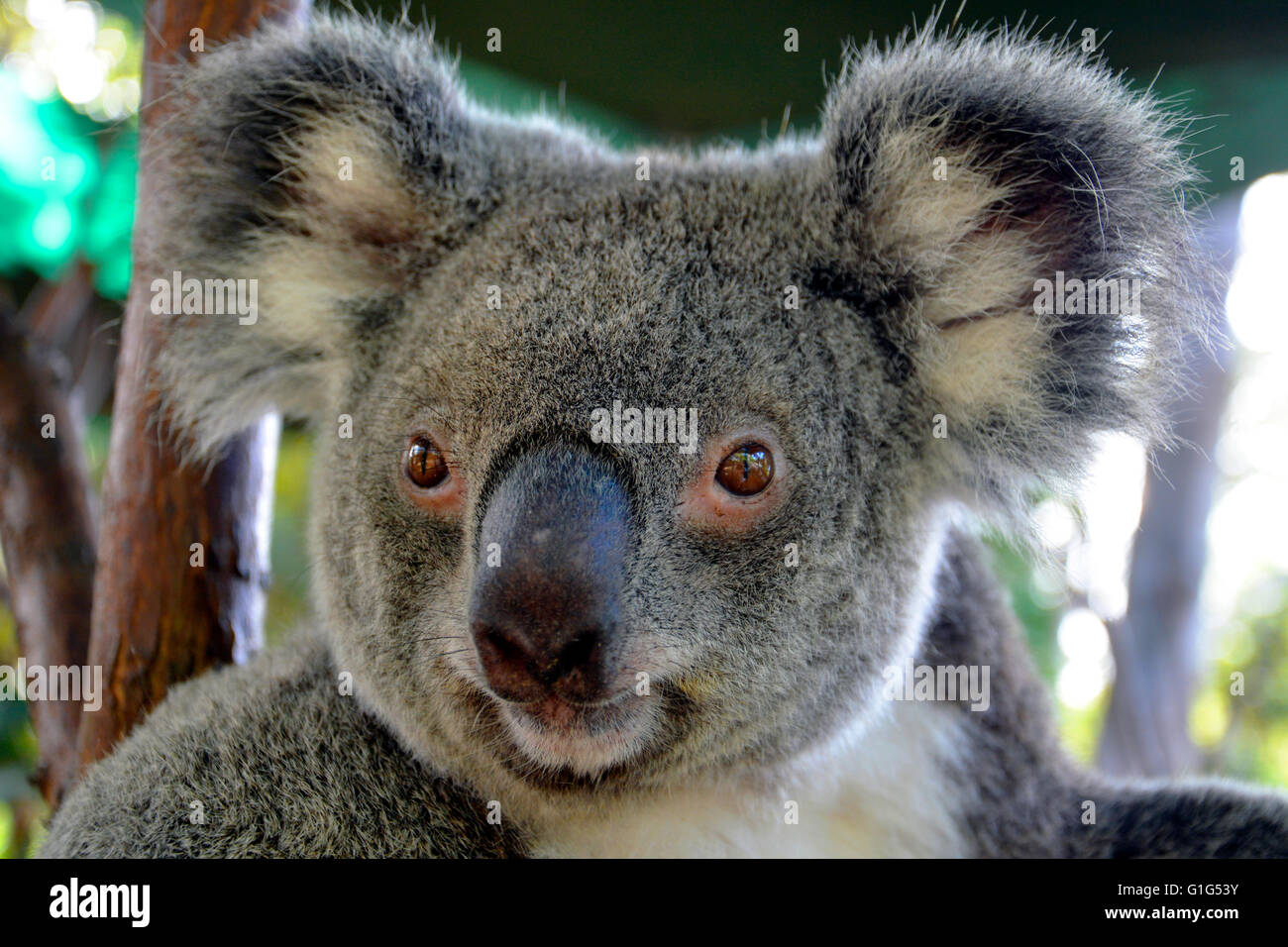 Koala portrait hi-res stock photography and images - Alamy