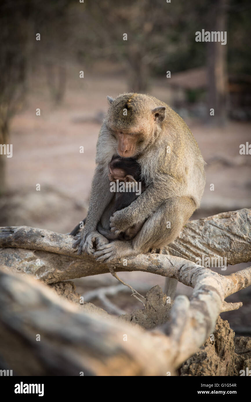 Loving Mother Monkey with Baby Stock Photo - Alamy