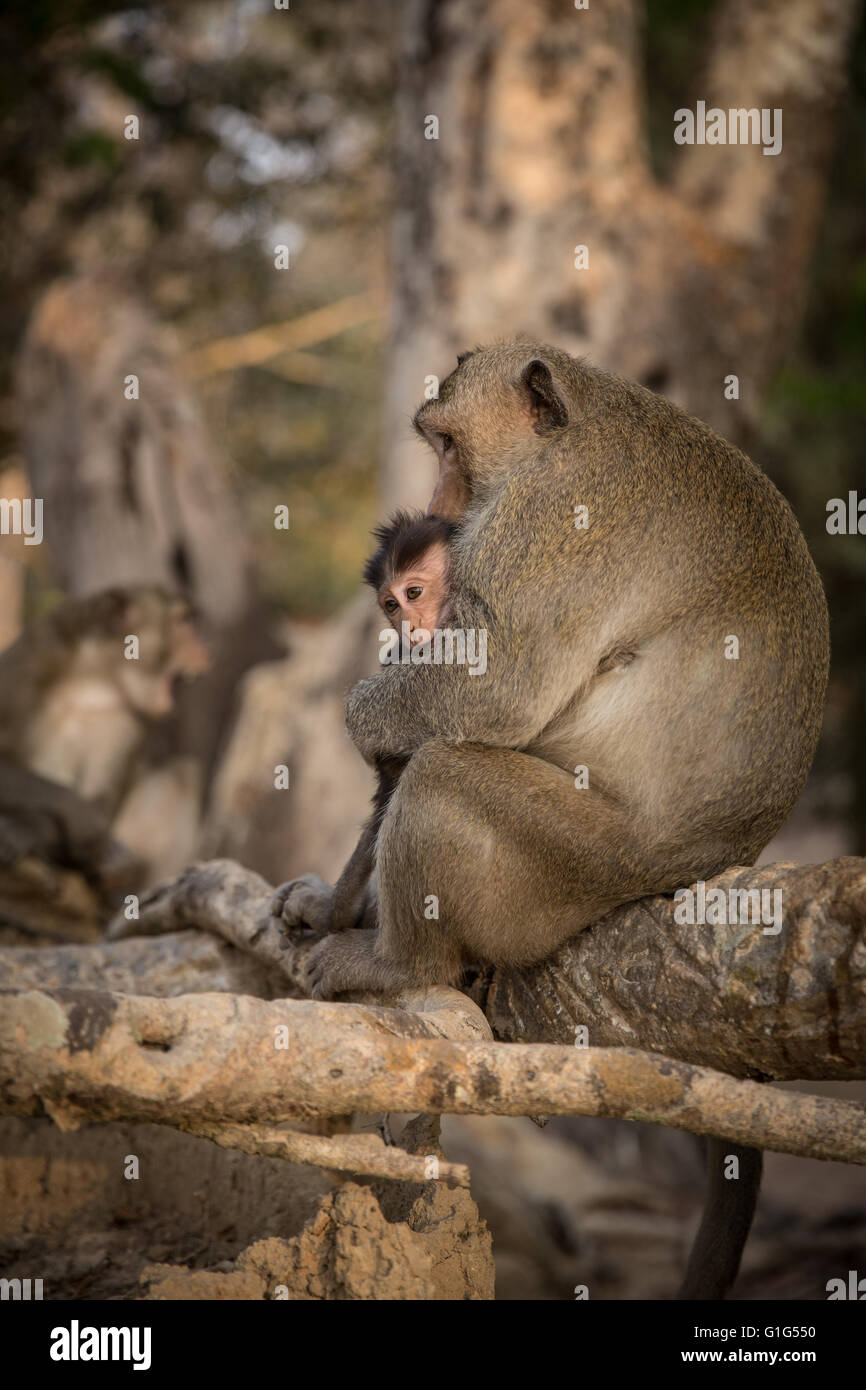 Loving Mother Monkey with Baby Stock Photo - Alamy