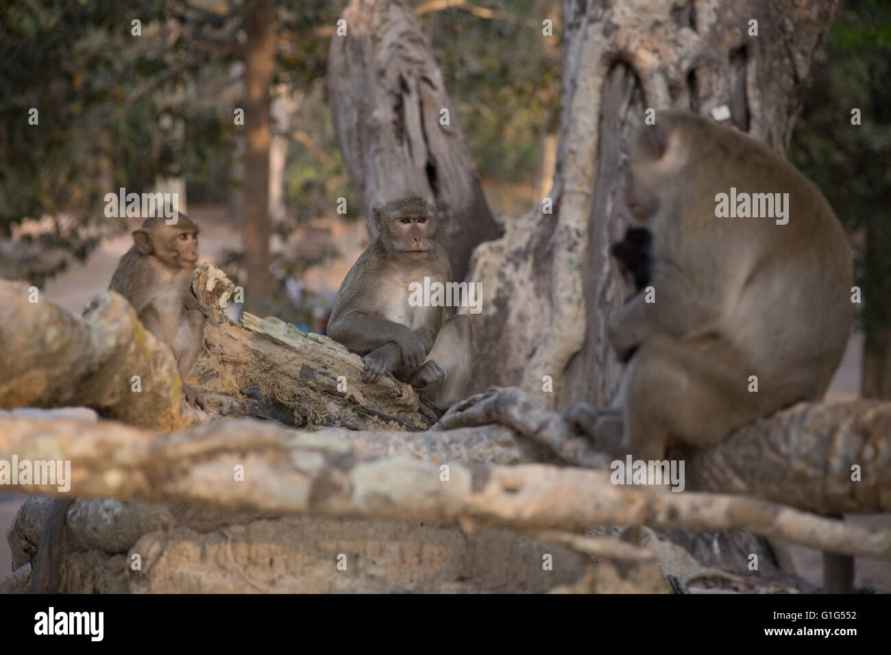 Family of Monkeys Hanging Out in the Trees Stock Photo - Alamy