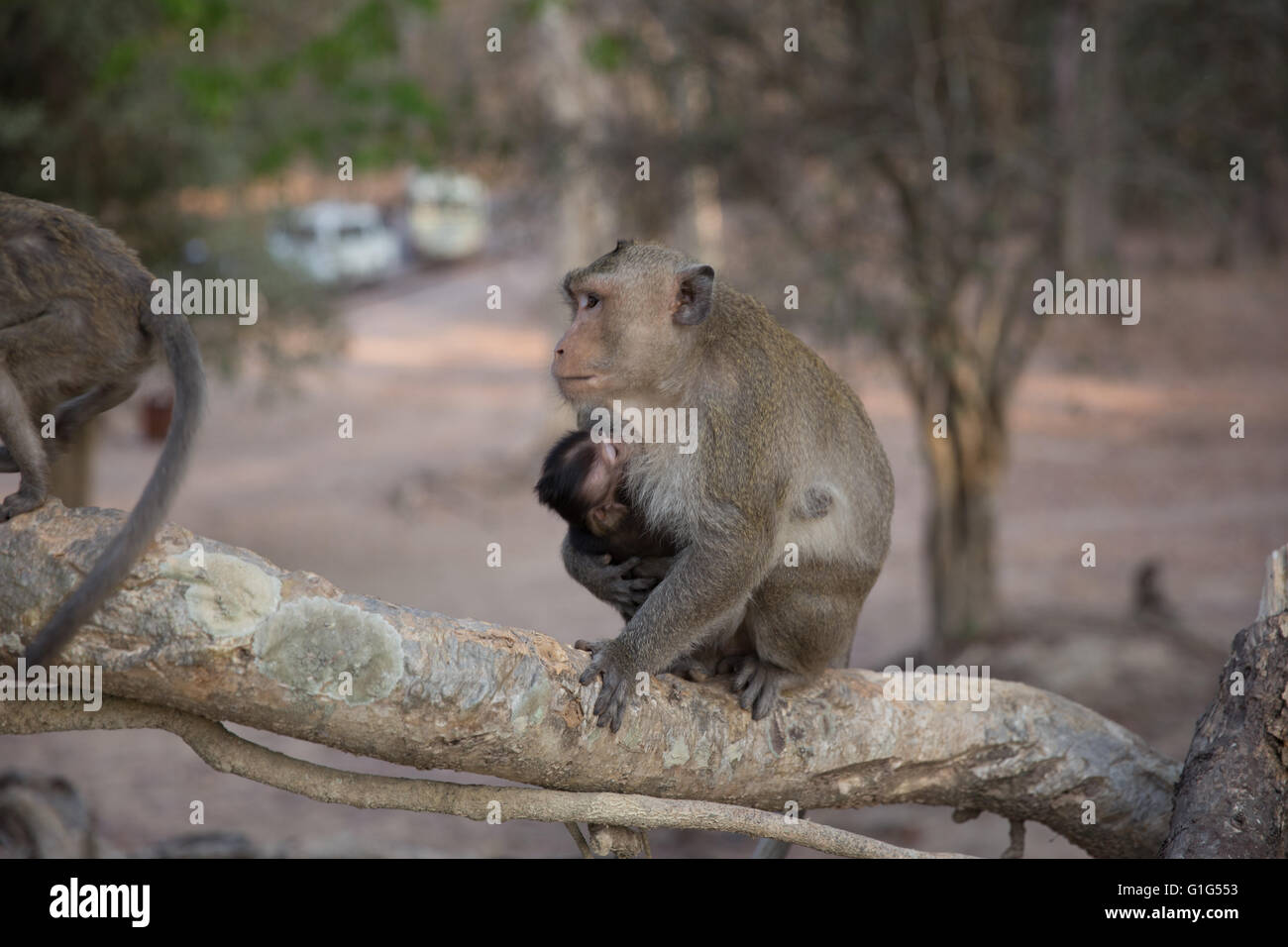 Baby monkey clinging hi-res stock photography and images - Alamy