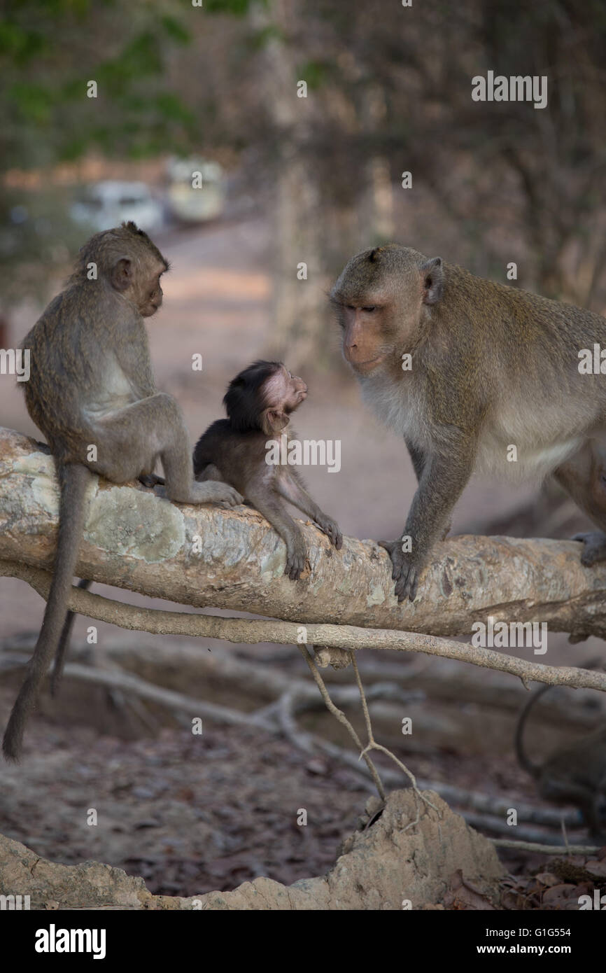 3 baby monkeys hi-res stock photography and images - Alamy