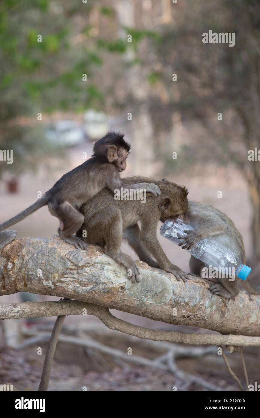 Wild Monkeys Hanging Out in the Trees Stock Photo - Alamy