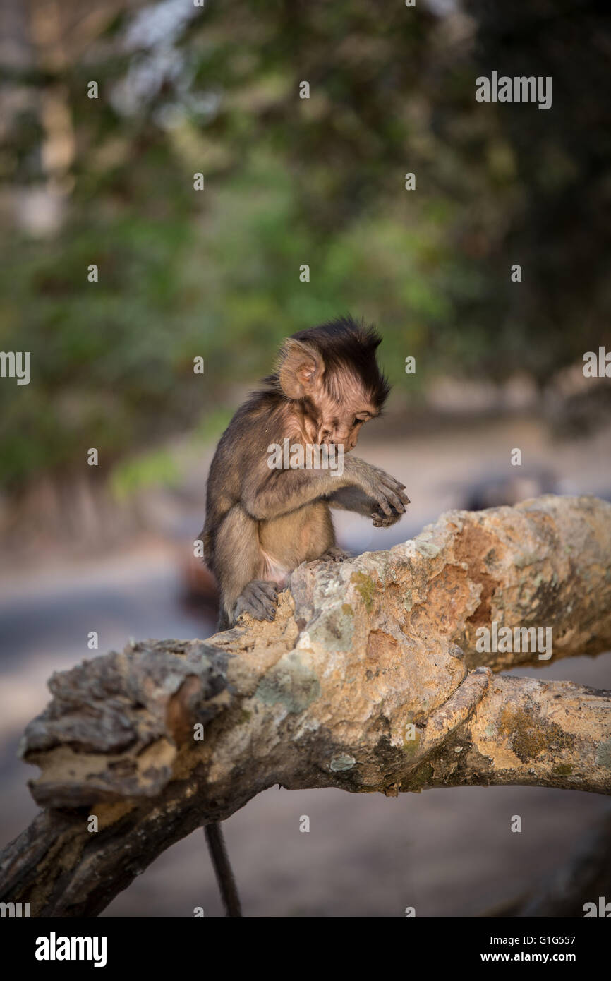 Wild Baby Monkey Hanging Out in the Trees Stock Photo - Alamy