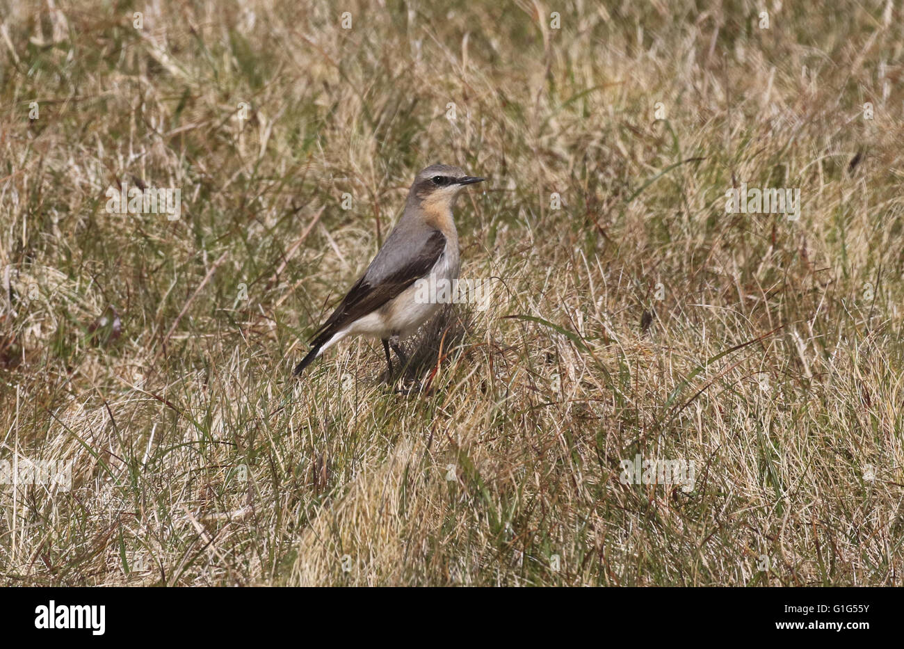 Male northern wheatear hi-res stock photography and images - Alamy