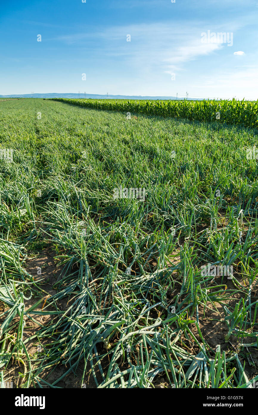 Green onion field, agricultural landscape Stock Photo - Alamy